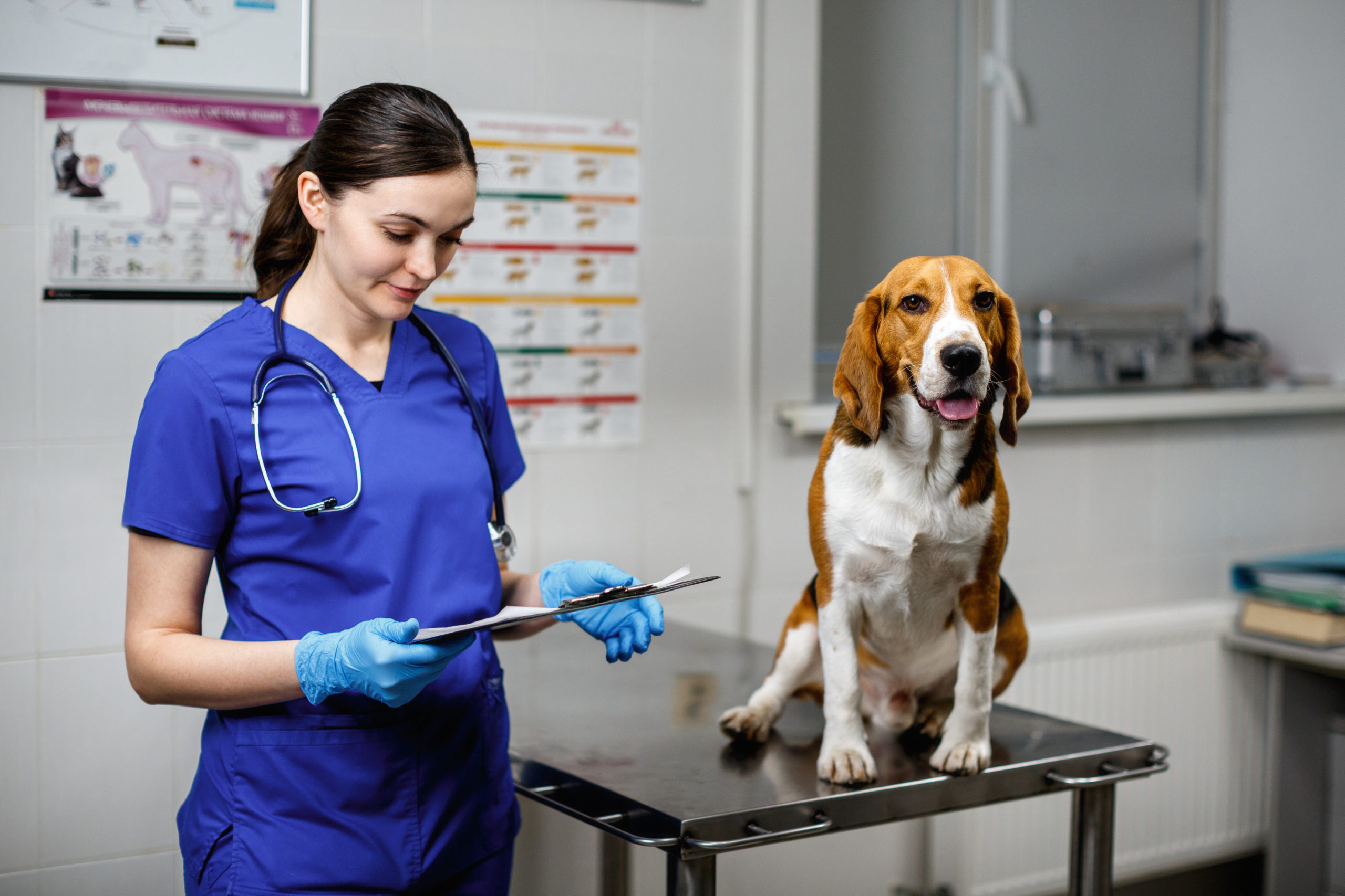 How Veterinary Assistants Can Handle Stress: 5 Tips - HCI College
