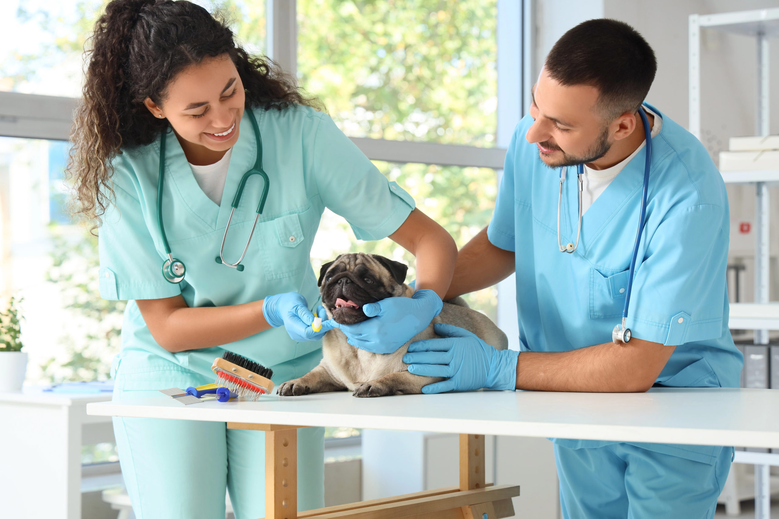 The Front Line of Animal Health: The Critical Role of Veterinary ...